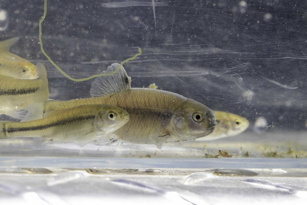 Fathead Minnow (SD Fish Passage Guide ) · iNaturalist