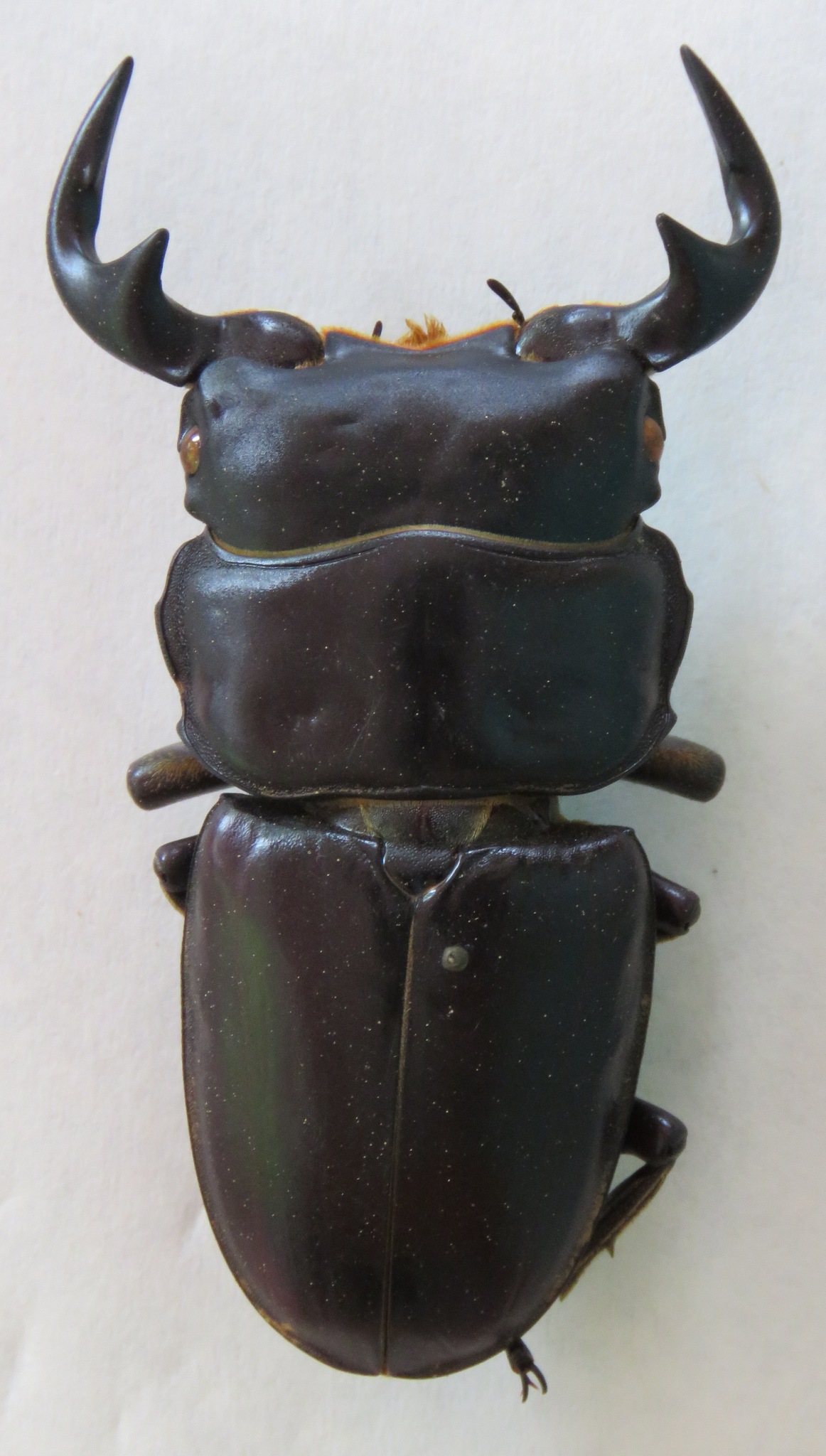 Dorcus antaeus antaeus