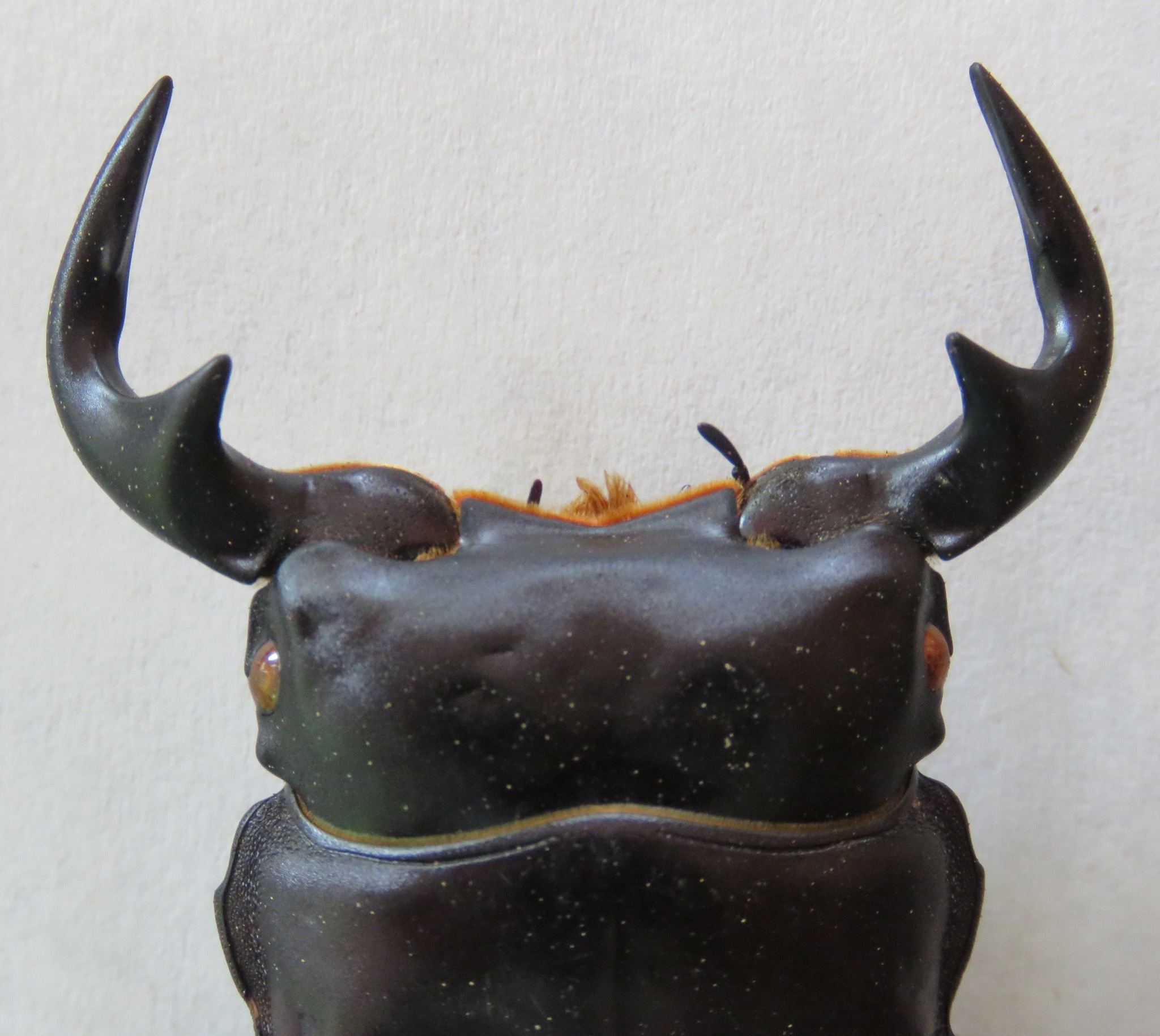 Dorcus antaeus antaeus