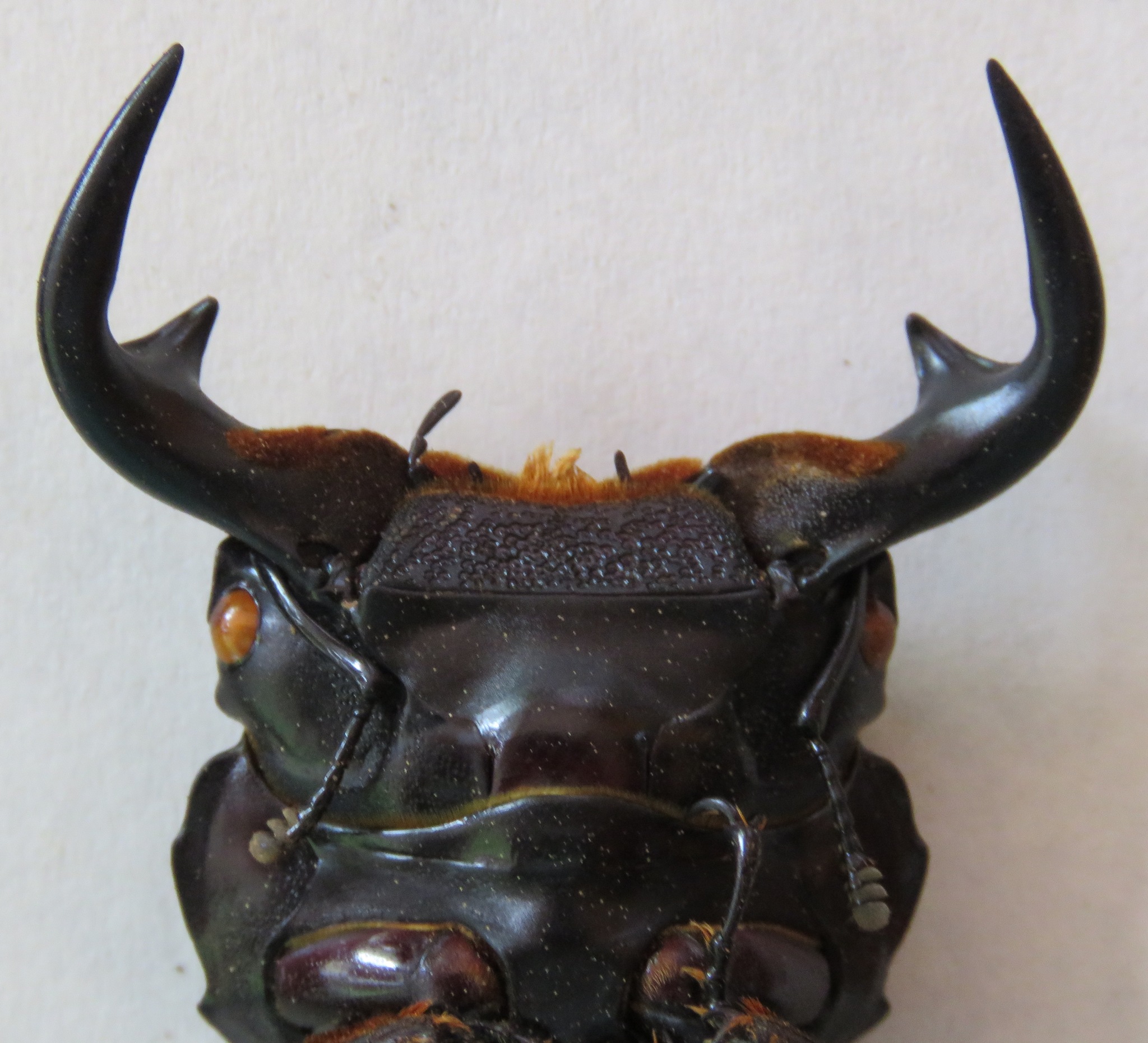 Dorcus antaeus antaeus