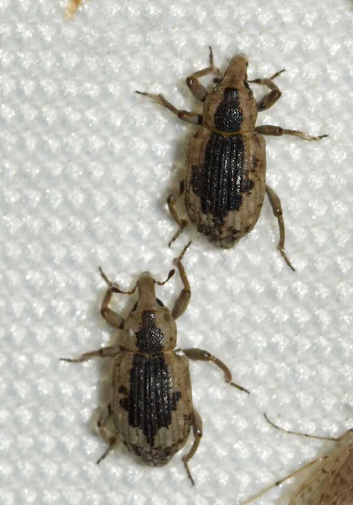 Rice Water Weevil from UV light, Sunset, LA 70584, USA on July 10, 2020 ...