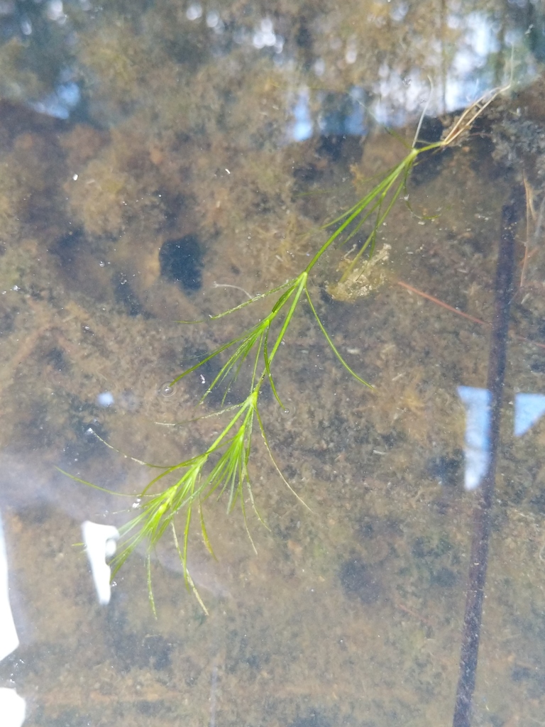 slender water-nymph (ADIRONDACK RESEARCH GUIDEBOOK) · iNaturalist