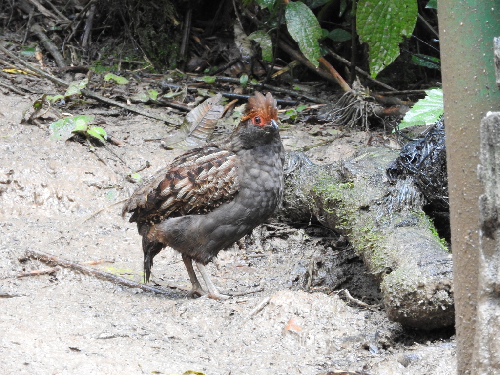 Spot-winged Wood-Quail from Tapiraí - SP, Brasil on October 2, 2016 at ...