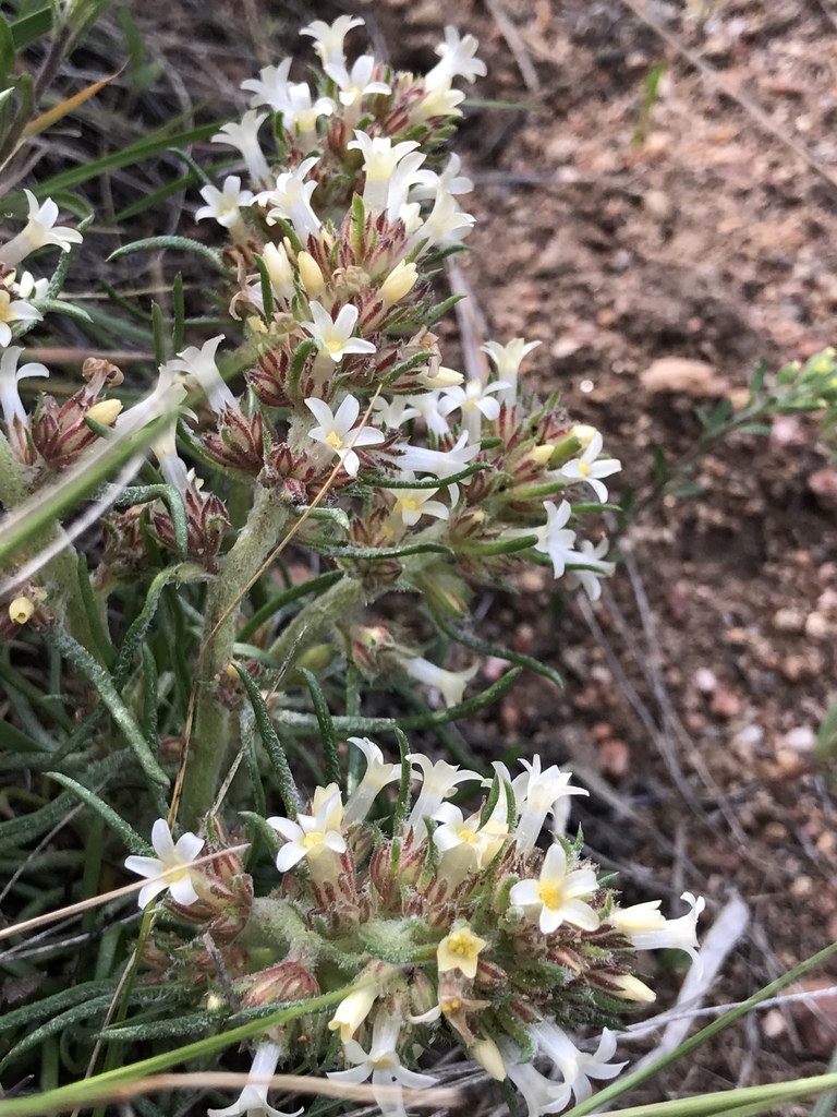 Spiked ipomopsis (Denver-Boulder Metro Area: Yellow, White and Green ...