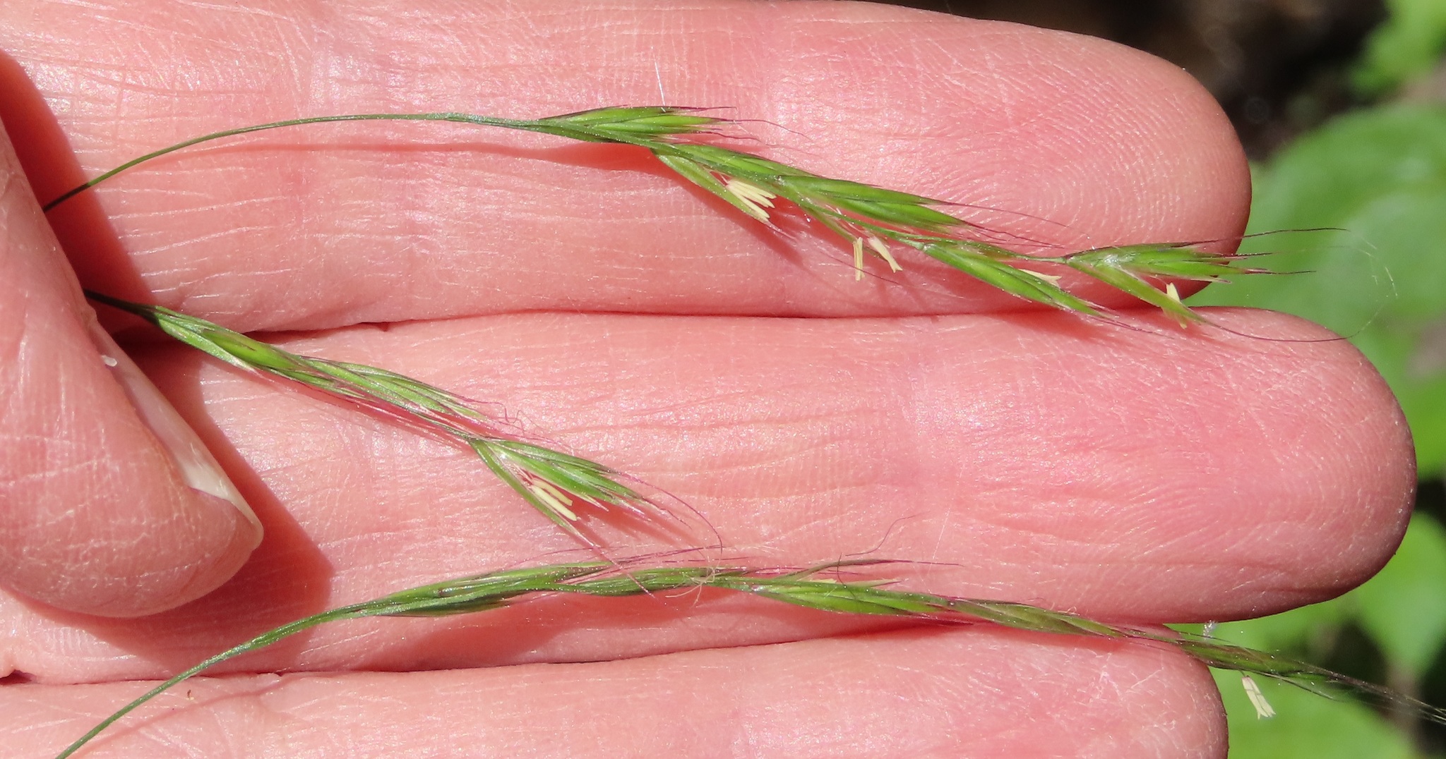 Festuca subulata Trin.