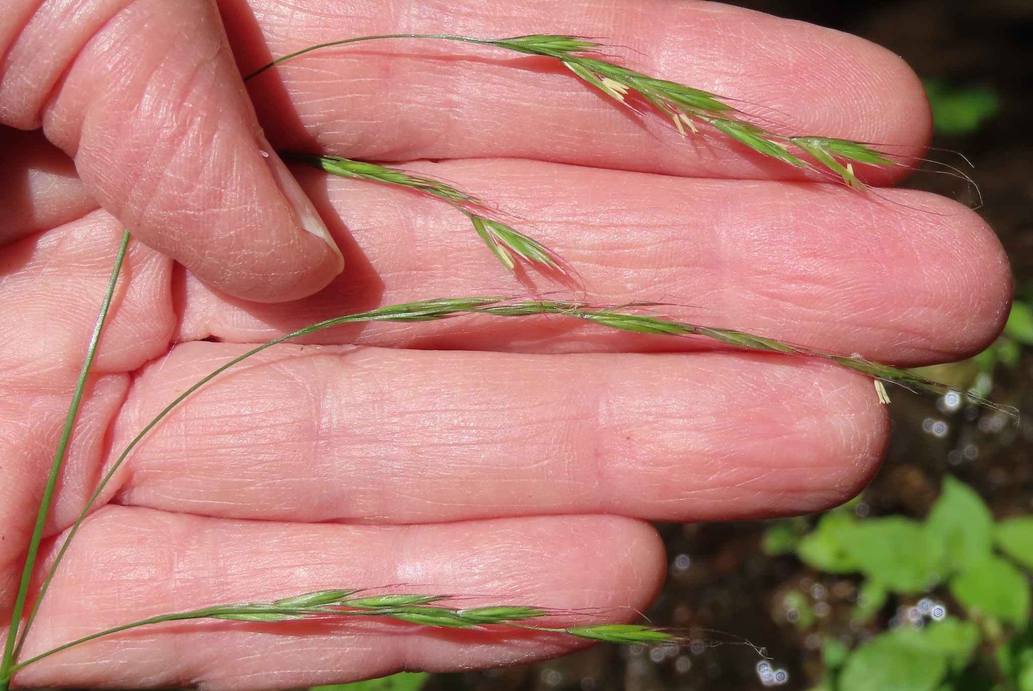 Festuca subulata Trin.