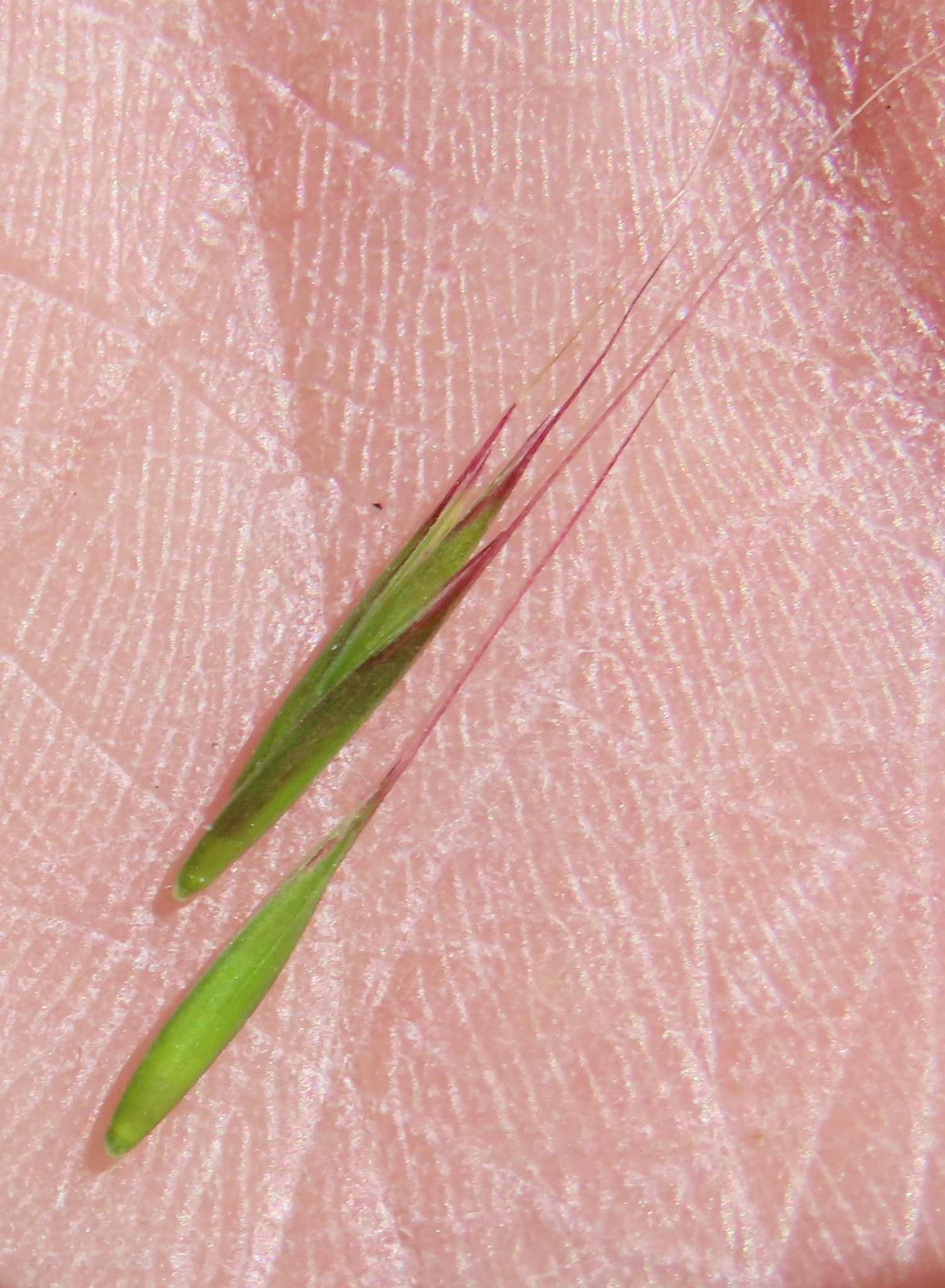 Festuca subulata Trin.