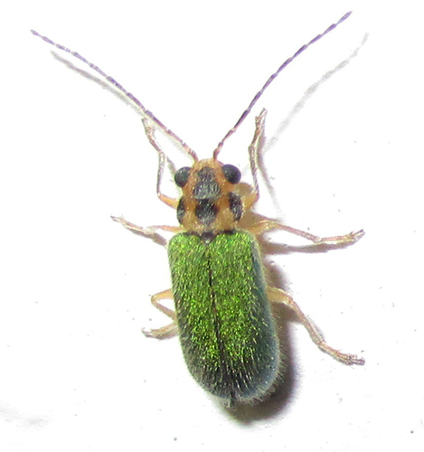 Genus Apophylia · iNaturalist