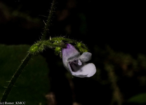 Streptocarpus oliganthus · NaturaLista Colombia