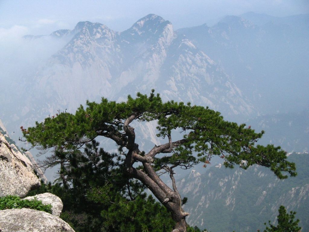 Chinese red pine (Pinus tabuliformis) - Botanical Realm