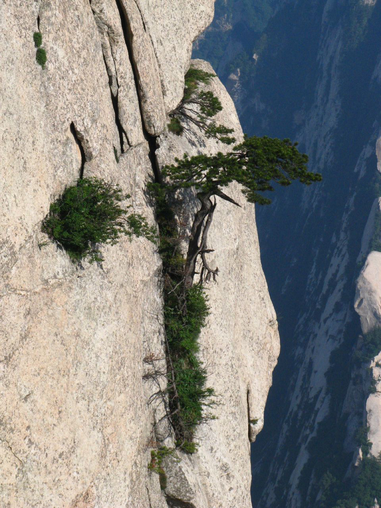 Chinese red pine (Pinus tabuliformis) - Botanical Realm