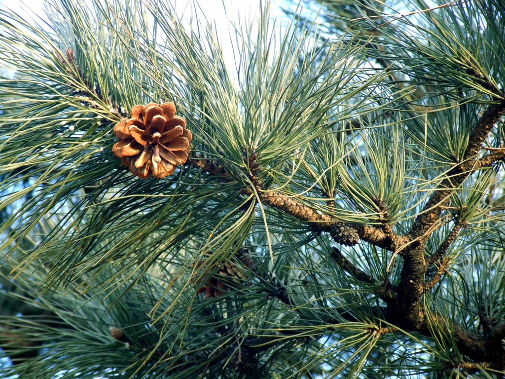 Chinese red pine (Pinus tabuliformis) - Botanical Realm
