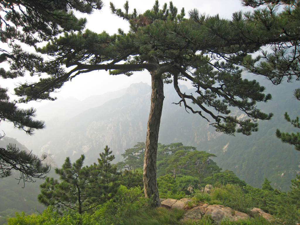 Chinese red pine (Pinus tabuliformis) - Botanical Realm