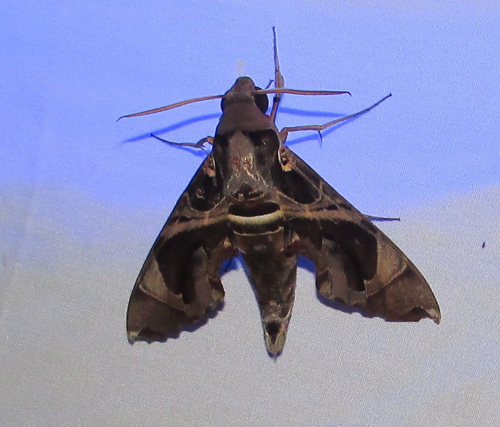 Jade Hawkmoth from Canat, Boac, Marinduque, Philippines on November 04 ...