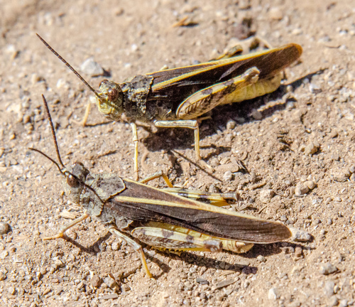 Sierra Grasshopper (Xanthippus sierra) · iNaturalist United Kingdom