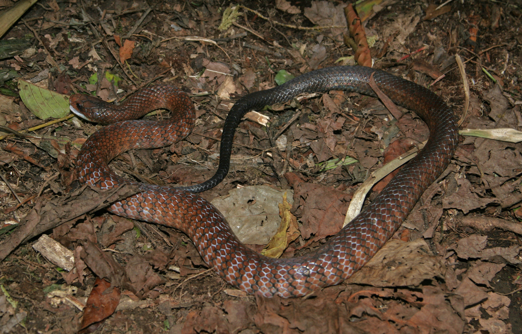 Solomons Coral Snake from Valevahalo, Guadalcanal Province, Solomon ...