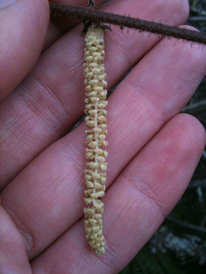 California hazelnut (Handbook for the Native Trees of Oregon) · iNaturalist