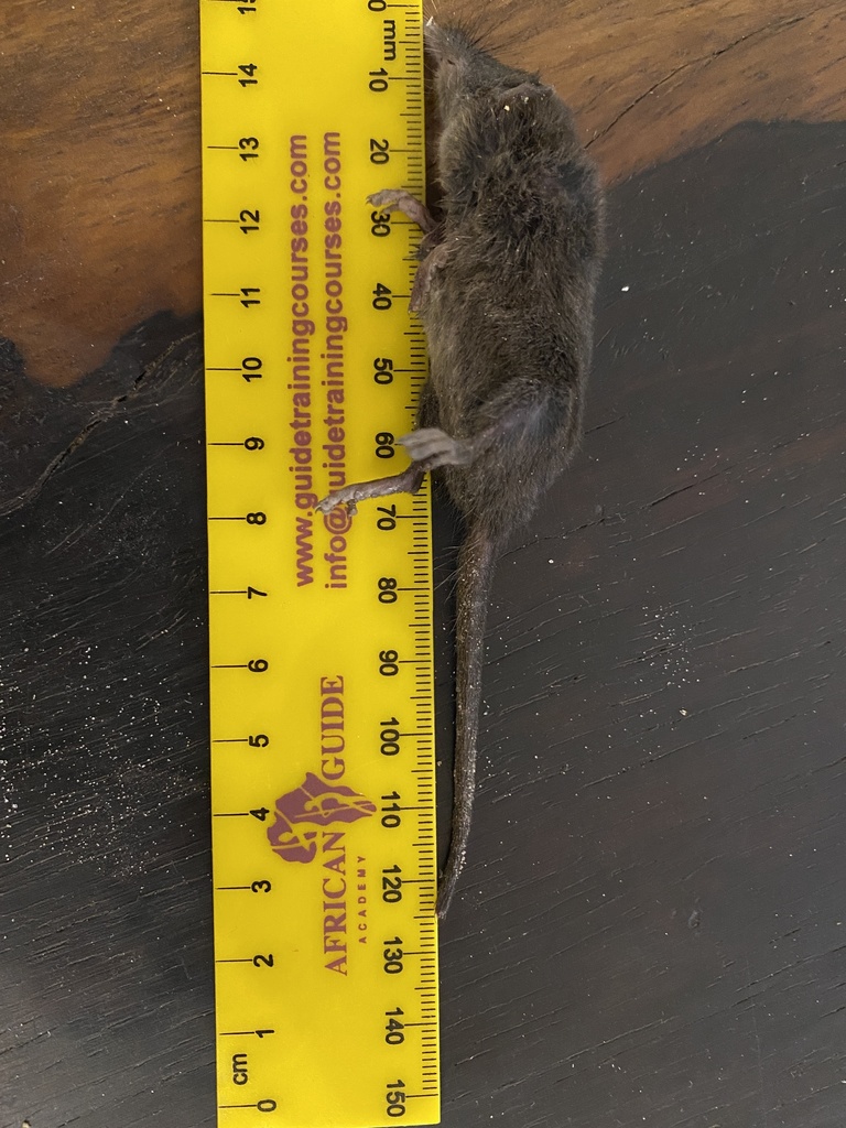 Swamp Musk Shrew from Okavango Delta, North-West, BW on July 16, 2020 ...
