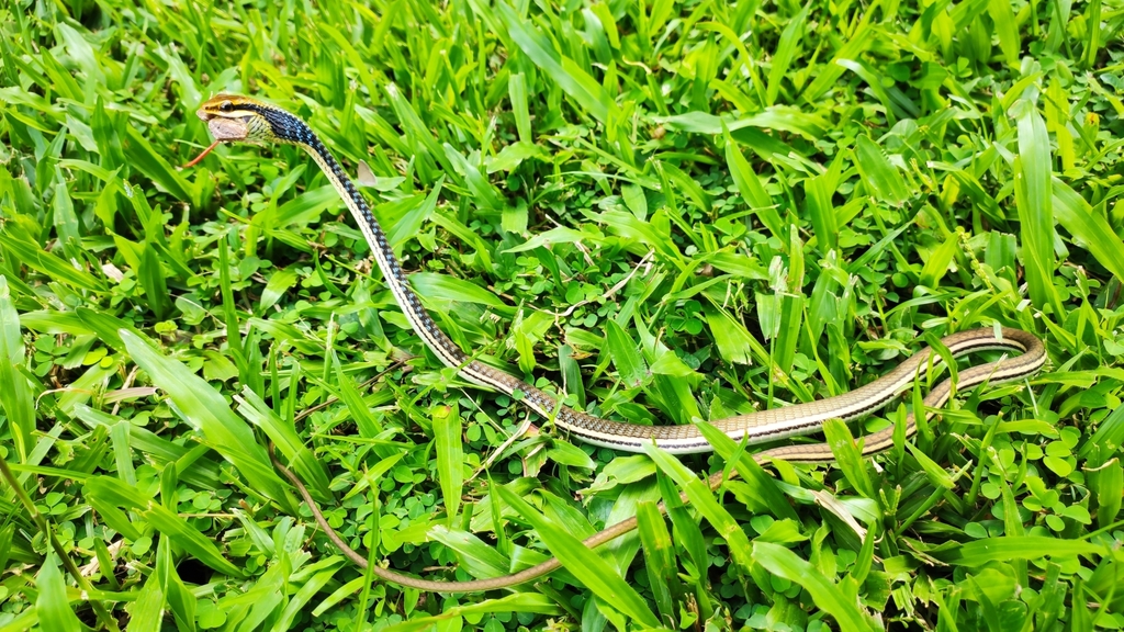 Painted Bronzeback from Xishuangbanna Dai, CN-YN, CN on July 16, 2020 ...