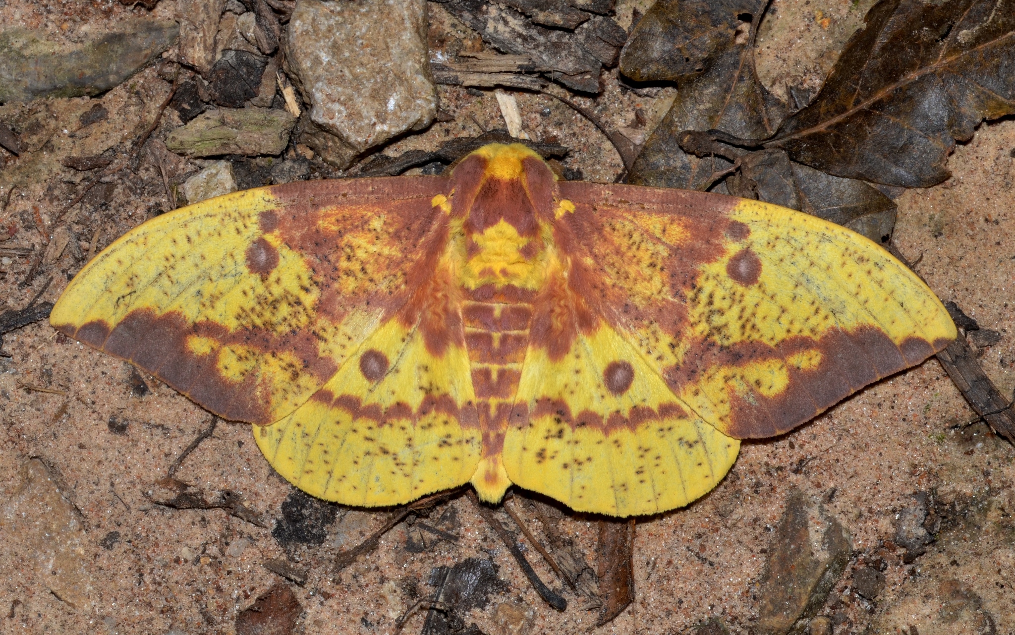 Imperial Moth