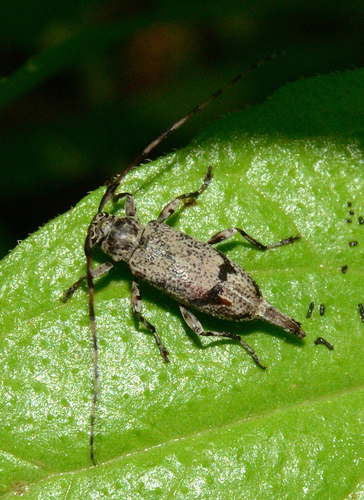 Salt-and-pepper Long-horned Beetle (Graphisurus despectus) wildspecies.ca