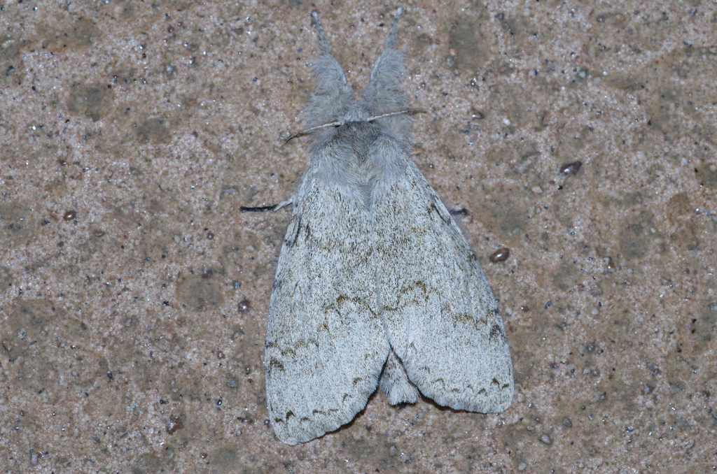 Calliteara lunulata from 日本、〒905-1422 沖縄県国頭郡国頭村字宜名真 on January 30, 2019 ...