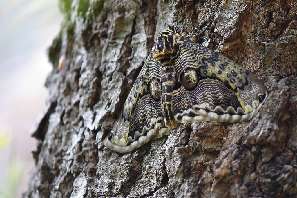 Japanese Owl Moth from Kobe-shi, Hyogo Prefecture, Japan on April 07 ...