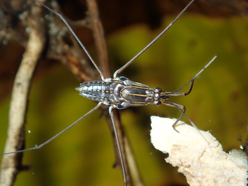 Subespecie Limnogonus fossarum gilguy · NaturaLista Colombia