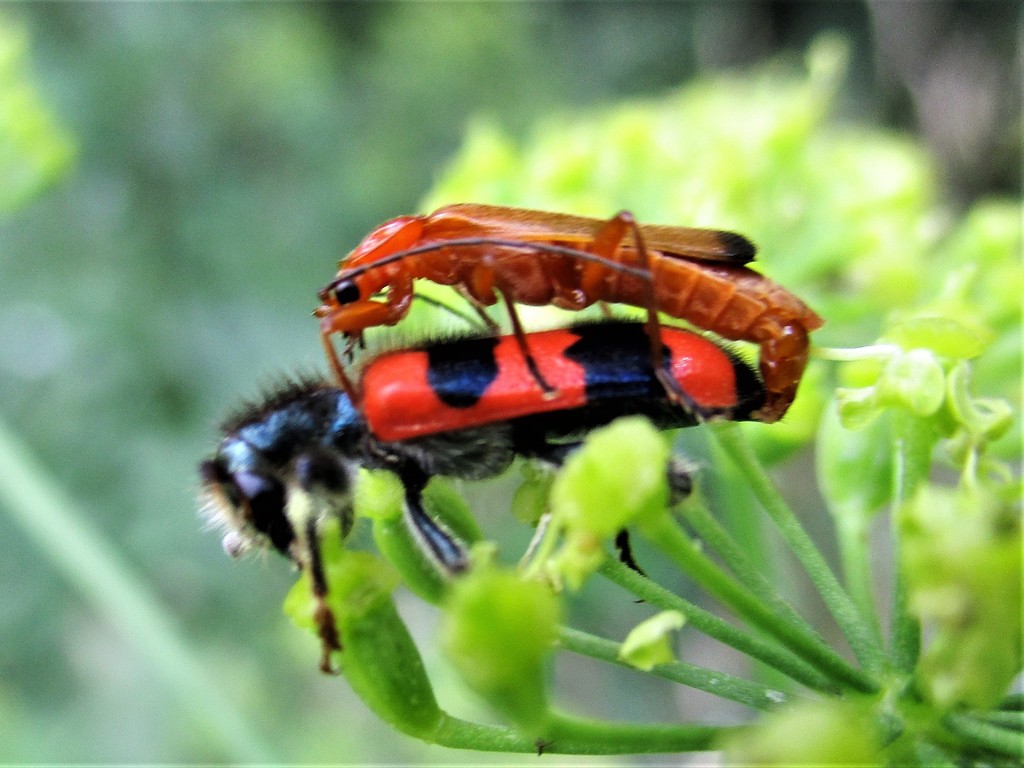 Bee-eating Beetle from Дуваниште, Ниш, Србија on July 15, 2020 at 12:02 ...