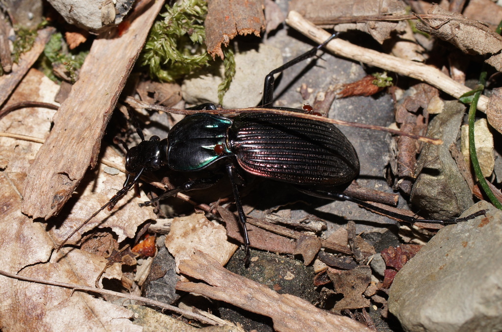 Pamborus alternans from Wilson River, Banda Banda NSW 2446, Australia ...