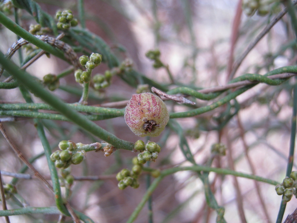 Devil's Twine from Cherry Gardens Cemetery SA 5157, Australia on ...