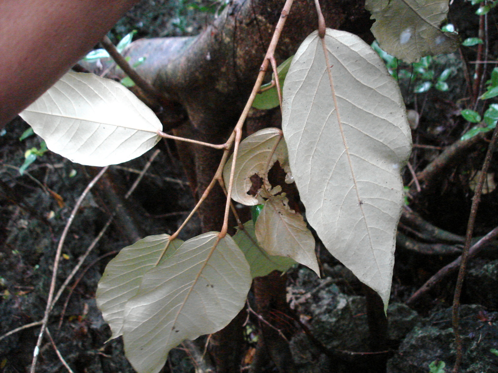 Heritiera longipetiolata (Plants of Guam and the CNMI) · iNaturalist