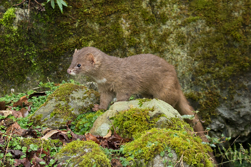 Taiwan Weasel (Mustela sibirica davidiana) - Know Your Mammals