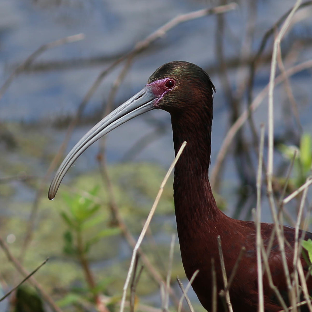 White-faced × Glossy Ibis from Chambers County, TX, USA on April 8 ...