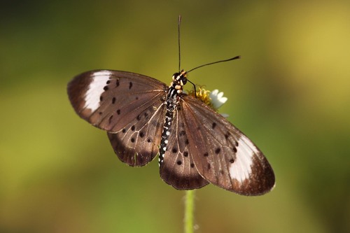 Window Acraea (Stephenia oncaea) · iNaturalist