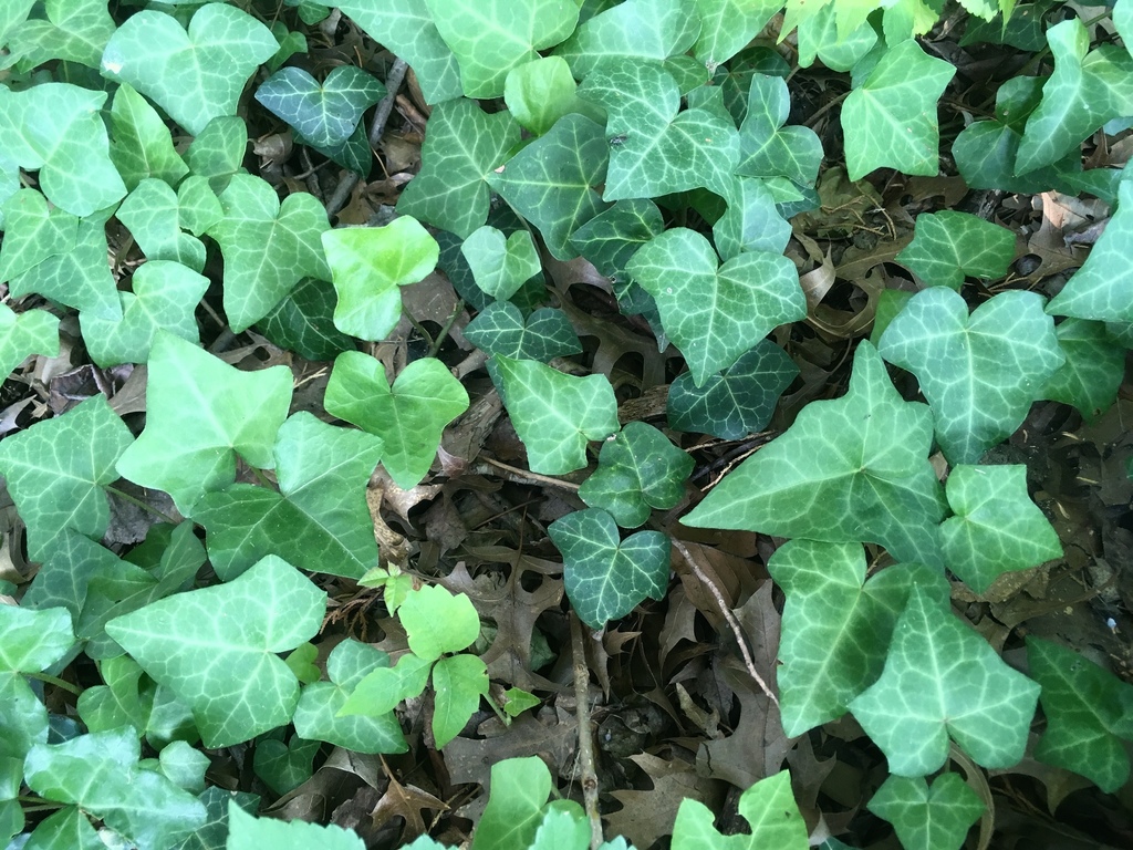 common ivy from Jefferson Manor Park, Alexandria, VA, US on June 15 ...