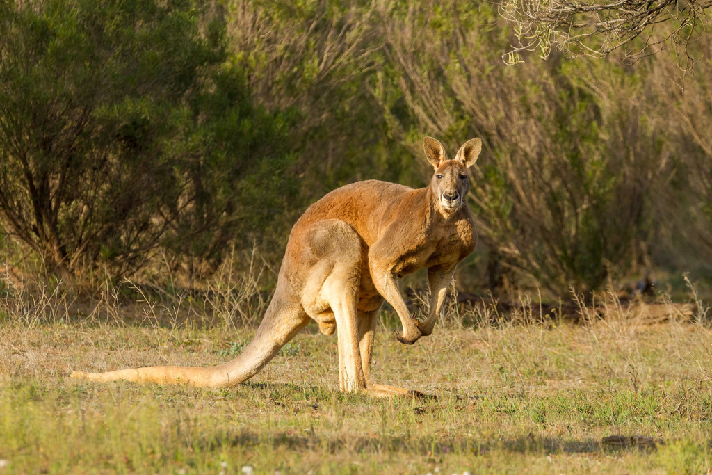 Red Kangaroo (Osphranter rufus) - Know Your Mammals