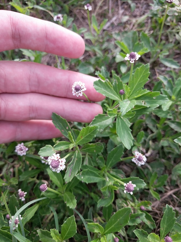 turkey tangle frogfruit (Nash Prairie Plants List) · iNaturalist
