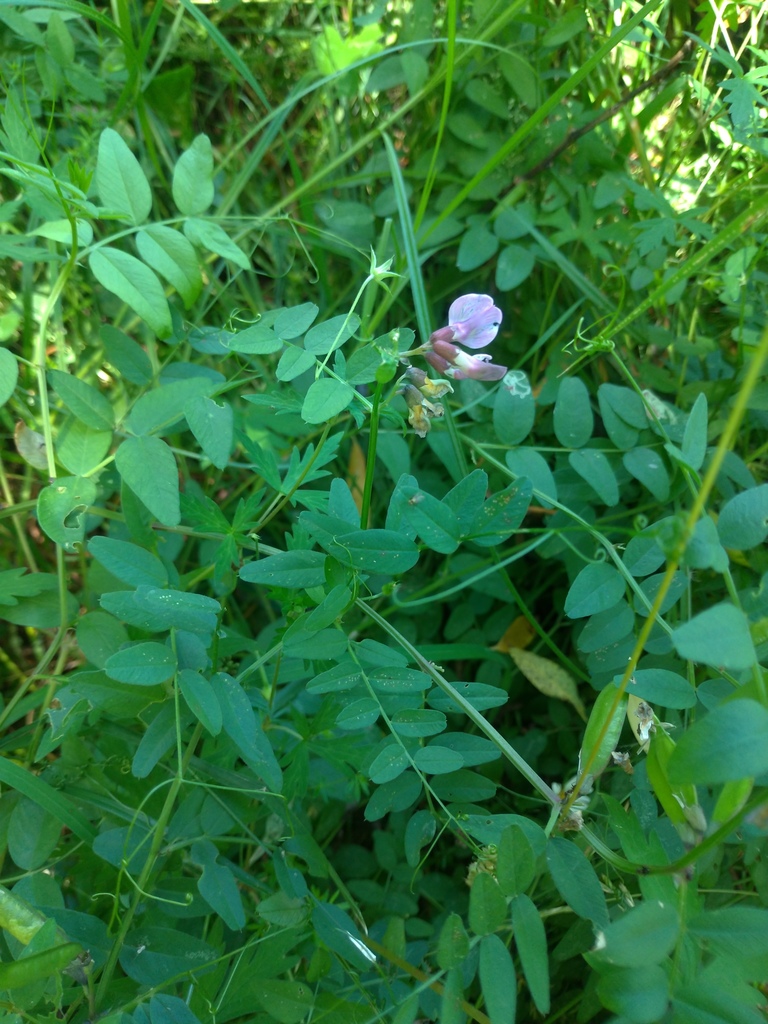Bush Vetch from Моргаушский р-н, Чувашская Респ., Россия on July 16 ...
