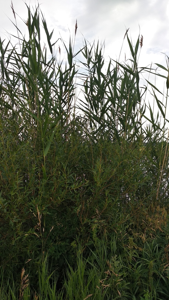 common reed (ADIRONDACK RESEARCH GUIDEBOOK) · iNaturalist