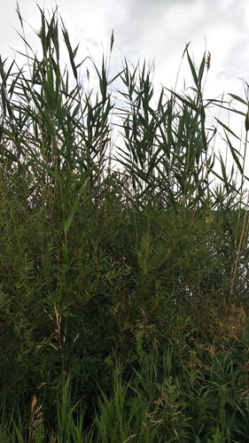 common reed (ADIRONDACK RESEARCH GUIDEBOOK) · iNaturalist