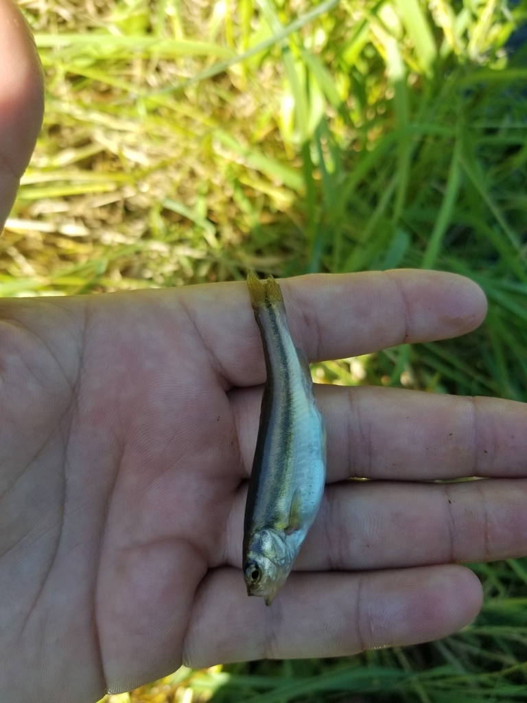 Finescale Dace (SD Fish Passage Guide ) · iNaturalist