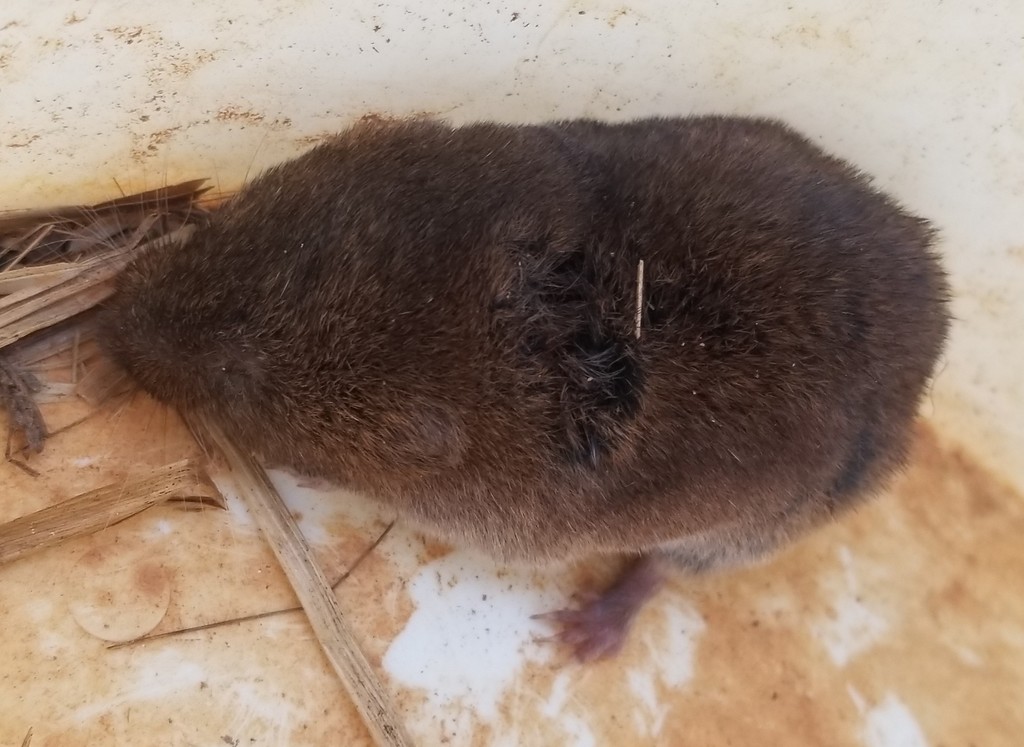 Woodland Vole from Union County, GA, USA on July 15, 2020 at 07:22 PM ...