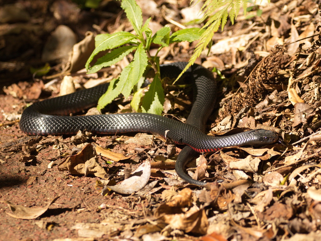 Red-bellied Black Snake (Pseudechis porphyriacus) - Snakes and Lizards