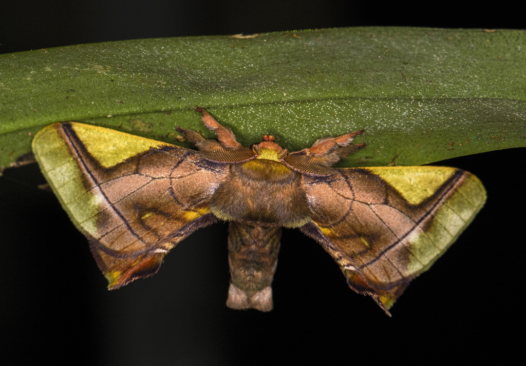 Silk Moths (Great Guide) · iNaturalist