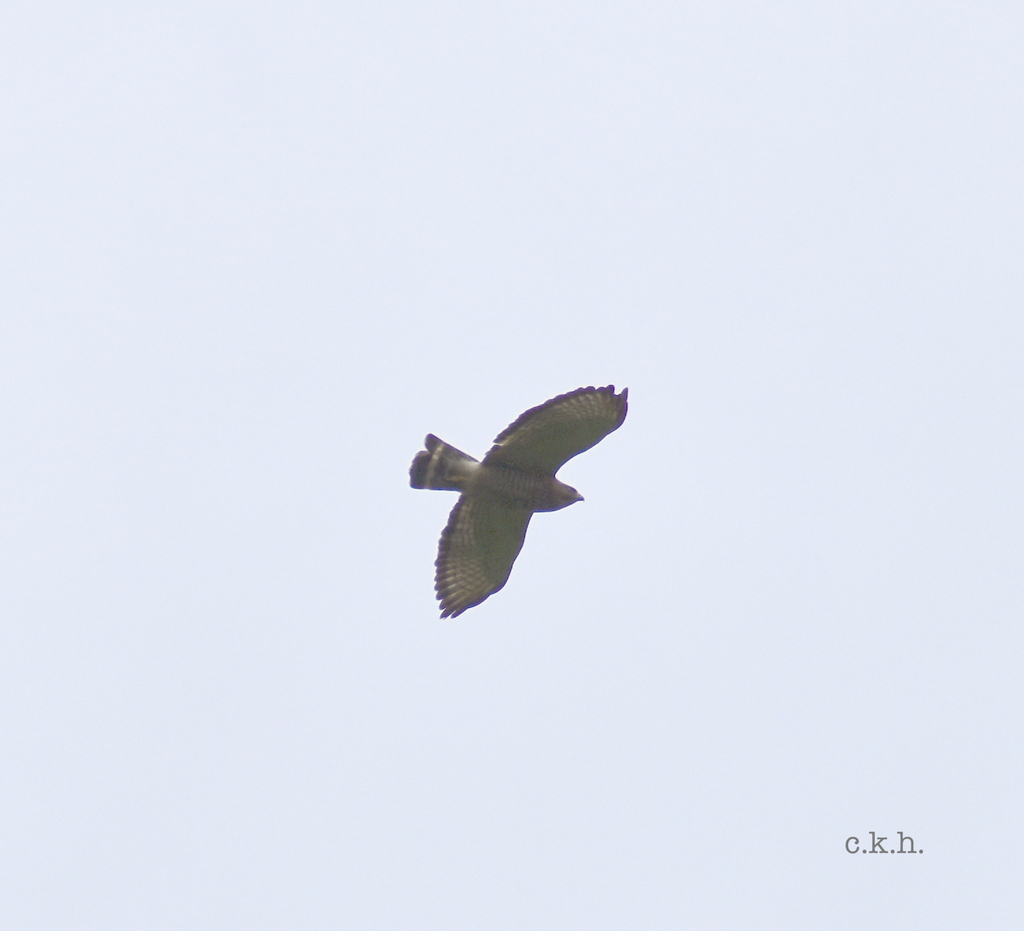 Broad-winged Hawk from Townshend, VT, USA on July 15, 2020 at 10:33 AM ...