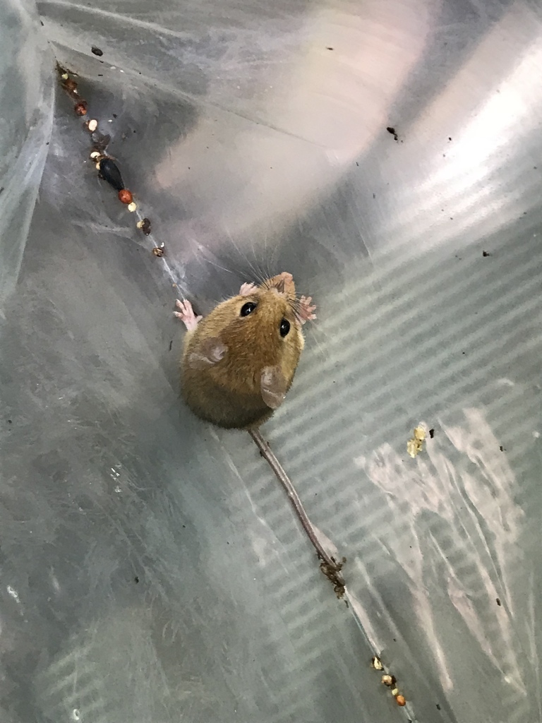 Golden Mouse from Cherokee National Forest, Elizabethton, TN, US on ...