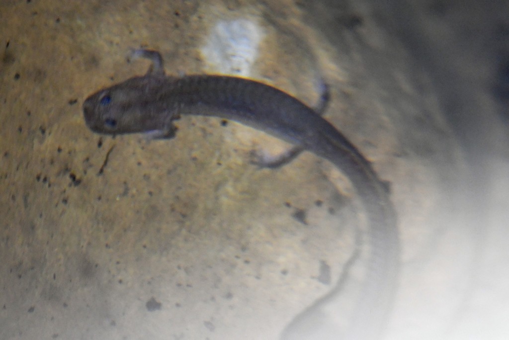 Southern Grotto Salamander in July 2020 by Todd Fitzgerald. Small ...