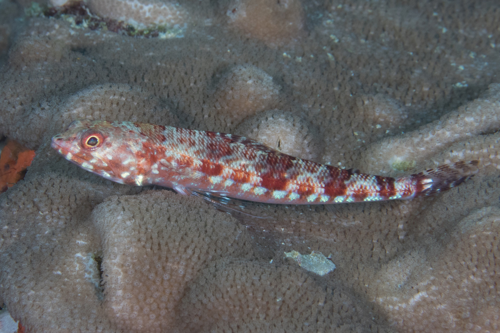 Variegated Lizardfish on May 20, 2017 at 01:20 PM by Mark Rosenstein ...