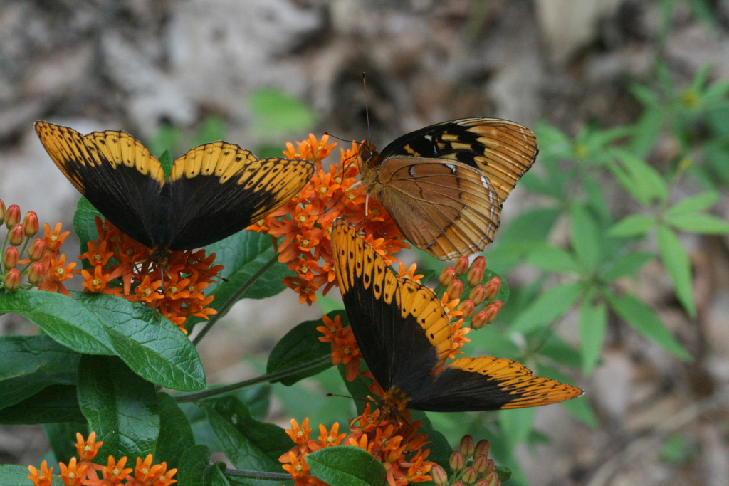 Diana Fritillary from Marion County, TN, USA on June 20, 2009 at 03:40 ...